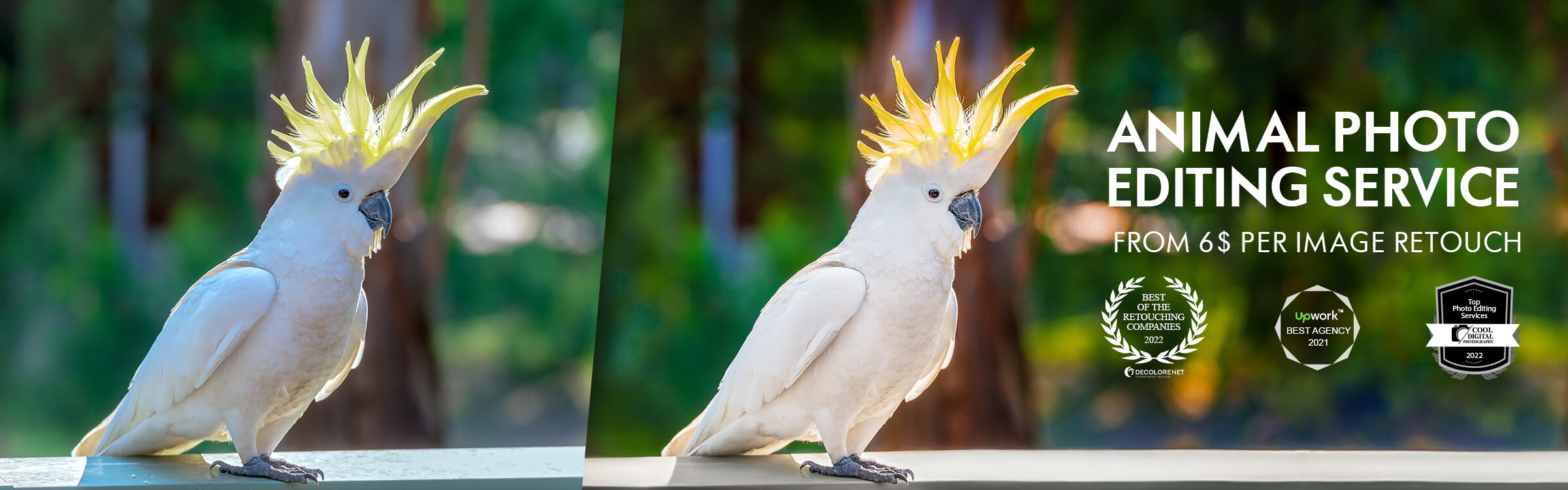 #1 Animal Photo Editor Services | Fixthephoto