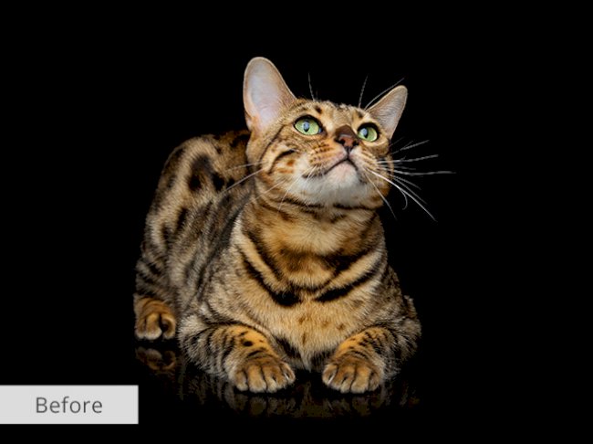 #1 Animal Photo Editor Services | Fixthephoto