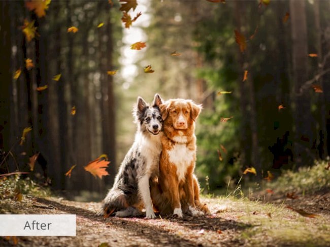 #1 Animal Photo Editor Services | Fixthephoto