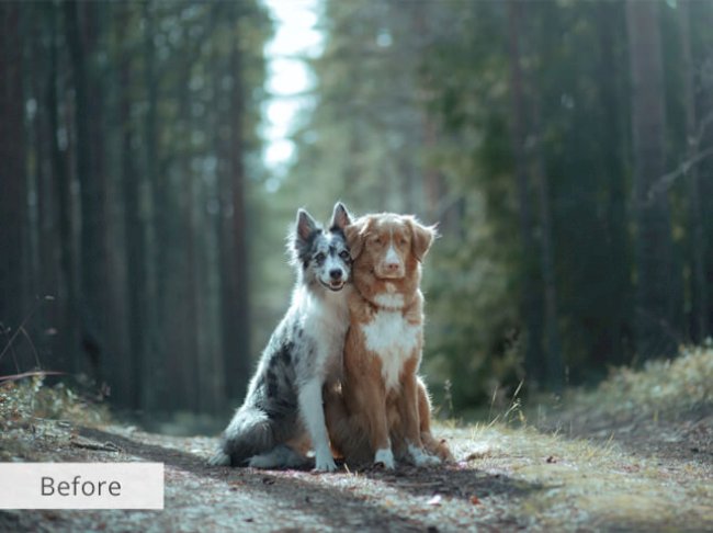 #1 Animal Photo Editor Services | Fixthephoto