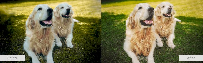 #1 Animal Photo Editor Services | Fixthephoto