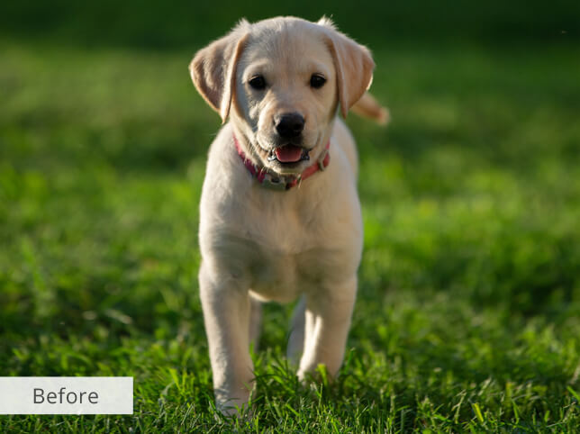 #1 Animal Photo Editor Services | Fixthephoto