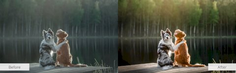 #1 Animal Photo Editor Services | Fixthephoto