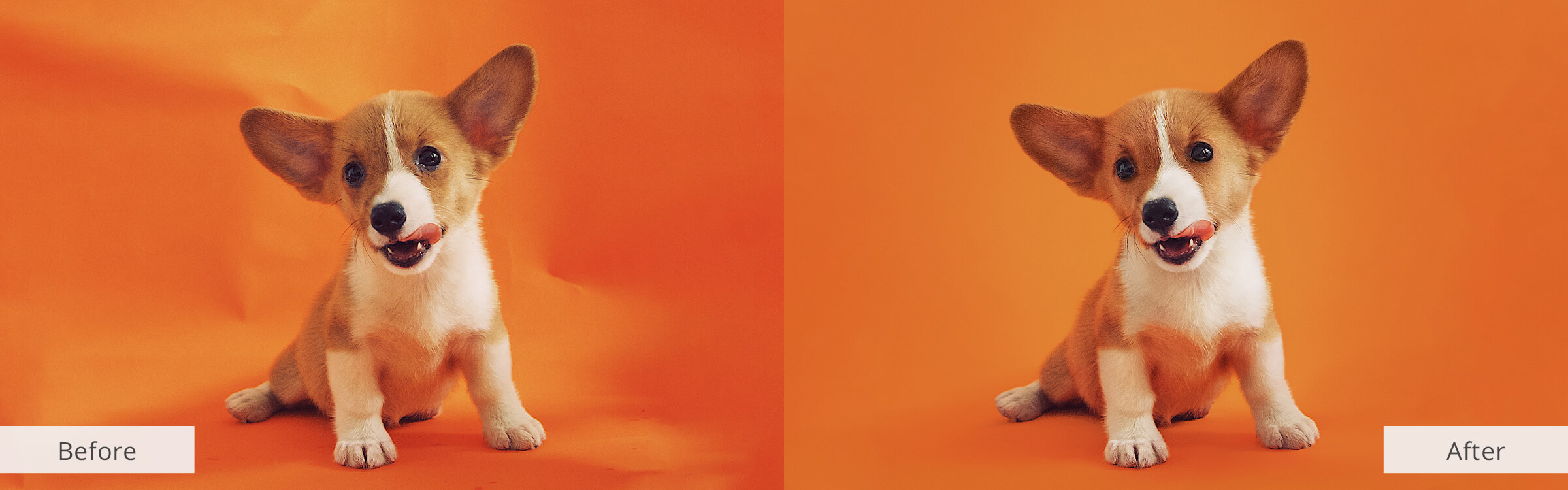 #1 Animal Photo Editor Services | Fixthephoto