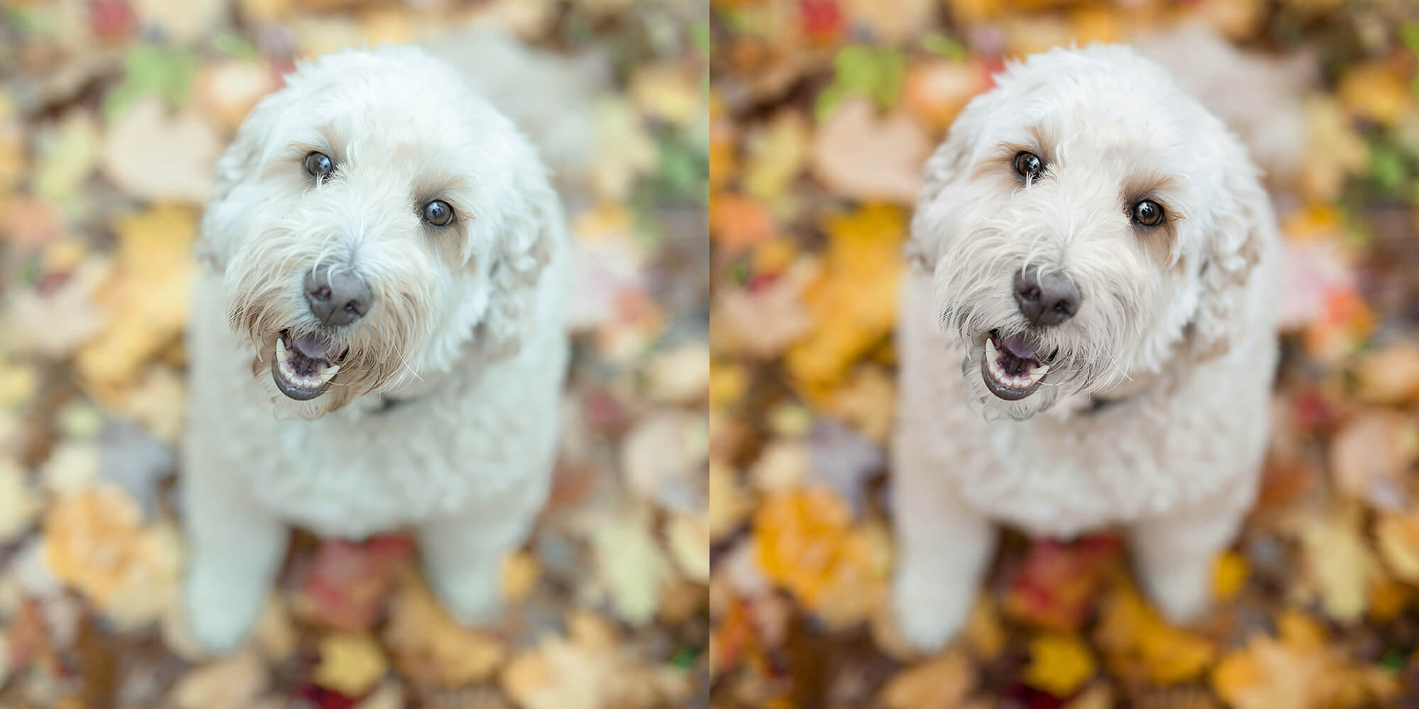 #1 Animal Photo Editor Services | Fixthephoto